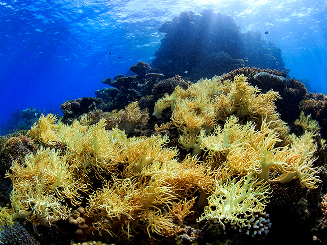 Virtual Reef Diver - National Science Week